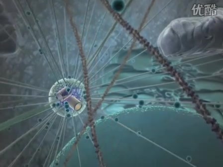 【生物】哈佛大学3D动画 你细胞内正在发生的事