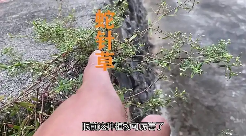 蛇针草,越来越稀少,需要的时候才发现那么难找