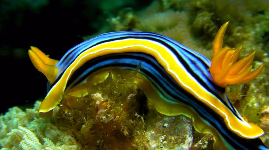 海蛞蝓有雌雄两种生殖器,并且可以同时使用!