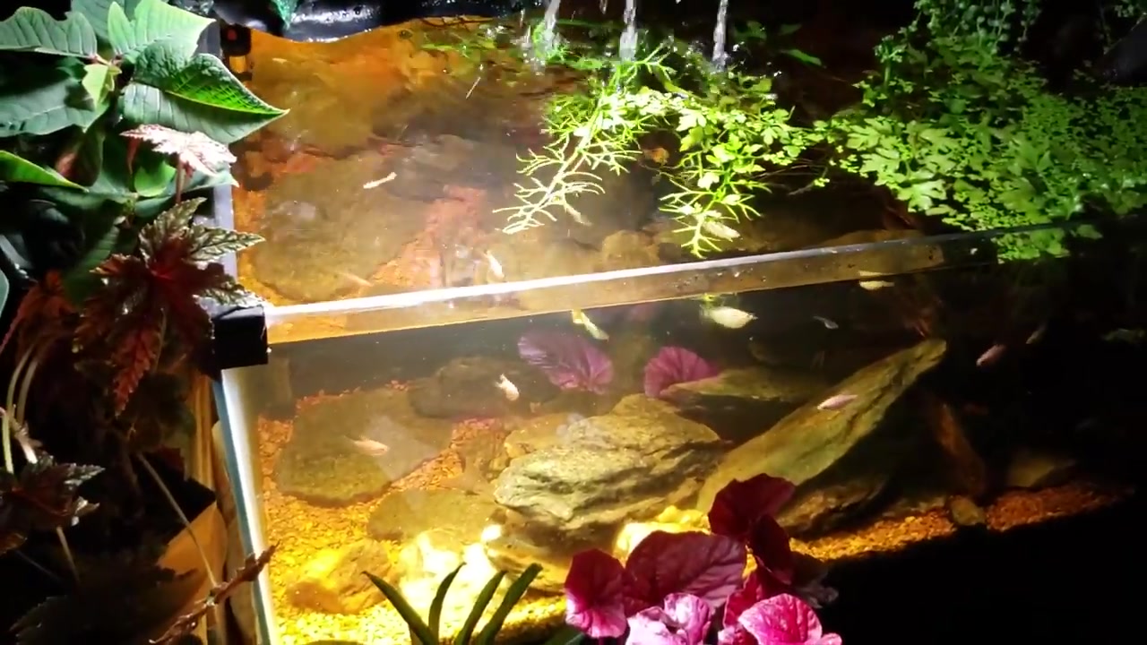 看到这么美的鱼缸,我只想作诗一首… 水族 鱼缸 生态鱼缸 生态缸