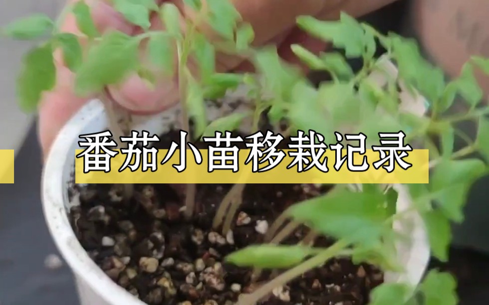 今天把播种的小番茄苗分盆移栽