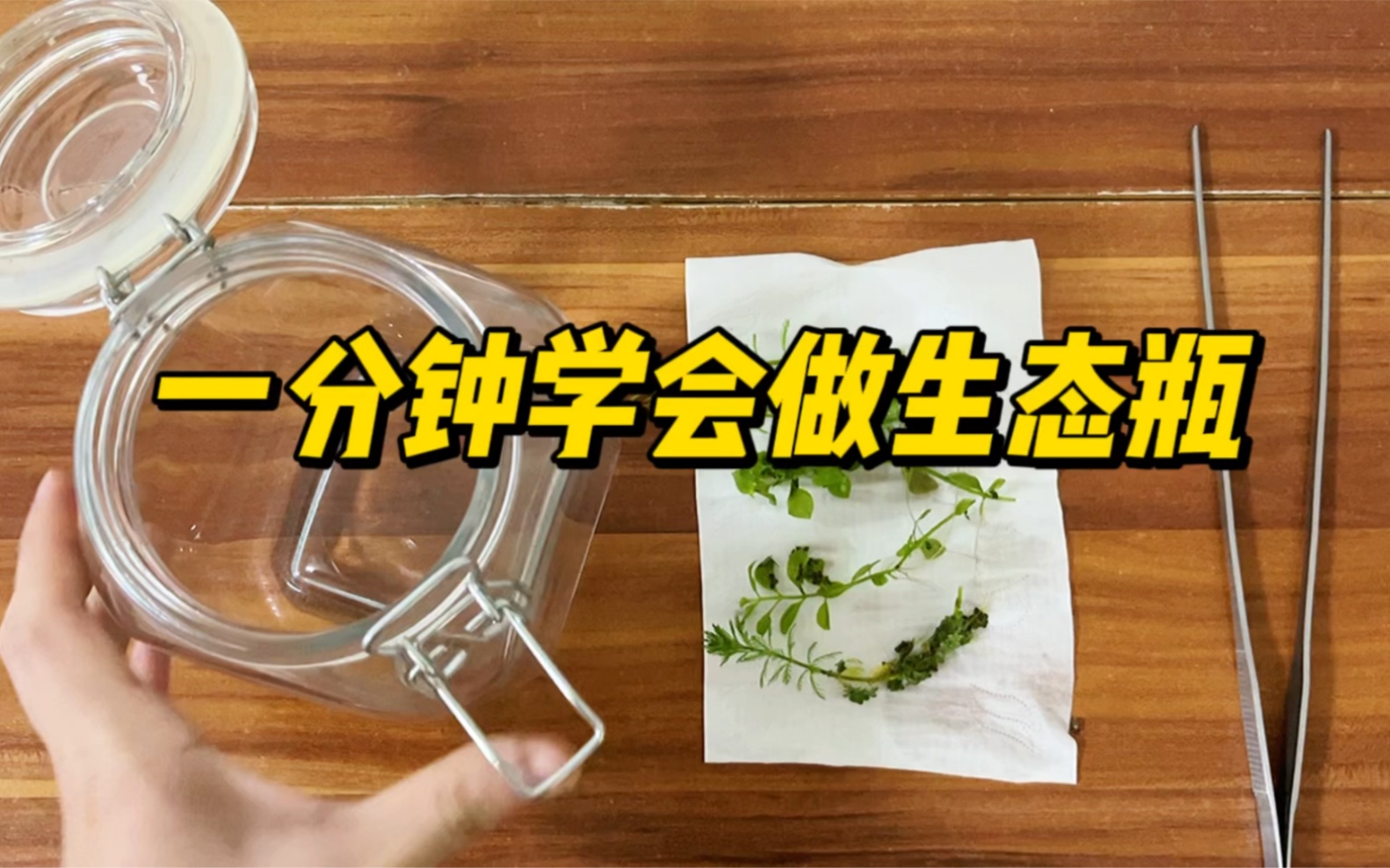 保姆级生态瓶制作教程,一分钟就能学会,省时省心省力