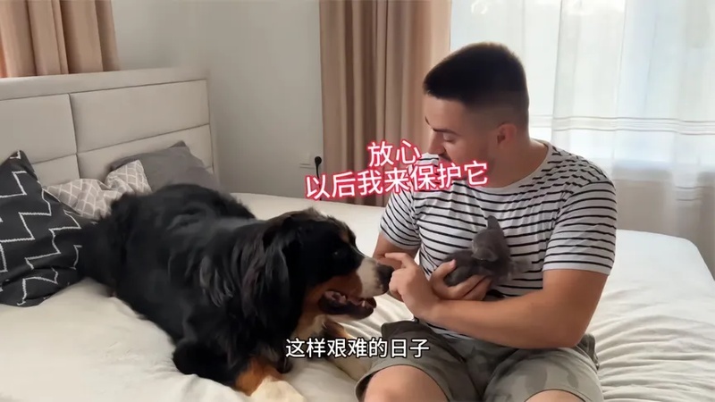 主人带回家一窝流浪猫,没想到却被家里狗狗的行为,暖哭了!