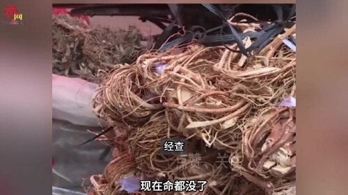 女子买"海风藤"煲汤,结果是断肠草!老板已被拘捕