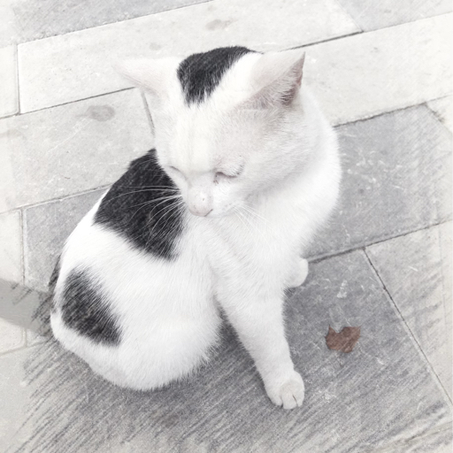 拉盘猫 
