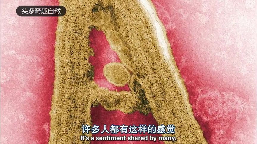 许多病毒并不会摧毁宿主 它们和宿主共同进化