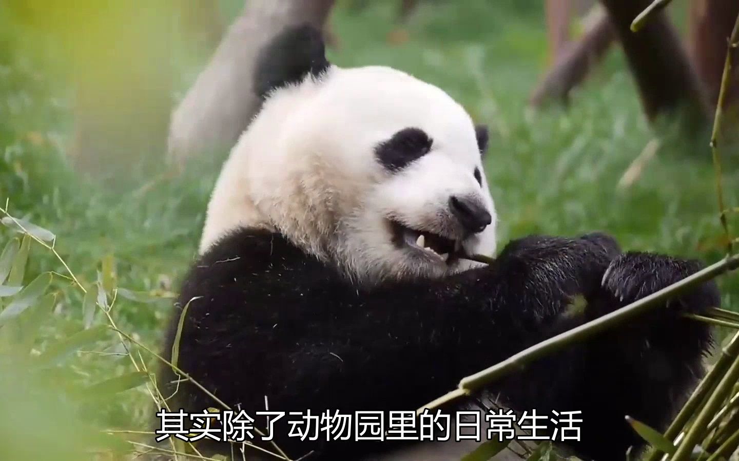 到动物园,今天主要来看,国宝大熊猫ߐ�生活起居活动全过程《一》