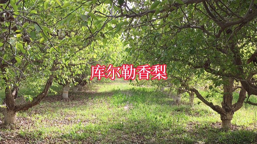 上个月拍摄了梨花盛开的画面,今天抽空又去拍了香梨生长的情况