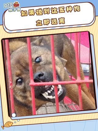 如果遇到这5种狗,请立刻远离 #疯狗 #狂犬病 #冷知识 #科普 #安全