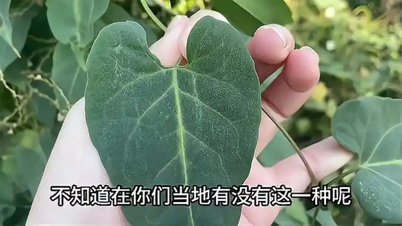 农村路边泛滥成灾的何首乌,殊不知用途非常强大,还有人不认识