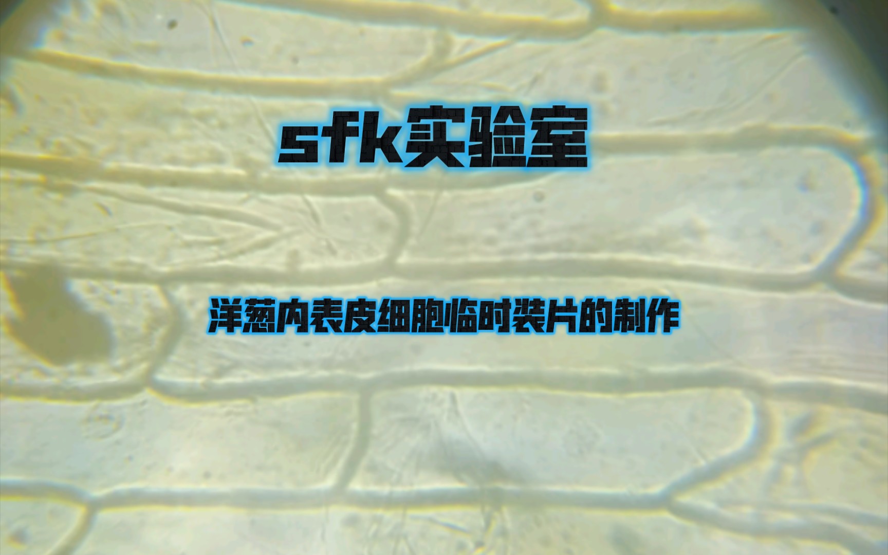 【sfk实验室】洋葱内表皮细胞临时装片的制作