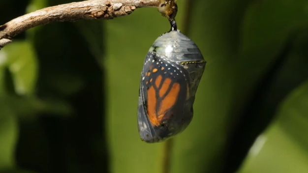 蝴蝶破茧成蝶的过程,看完感叹自然之伟大,愿我们都能破茧重生。