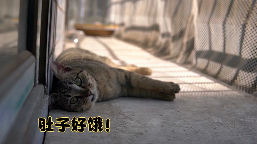 中华田园猫真的太可爱了,个个都是干饭王!