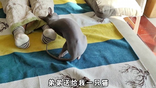 狗狗来到家第2天就得了细小,第一次养狗心情真的像过山车