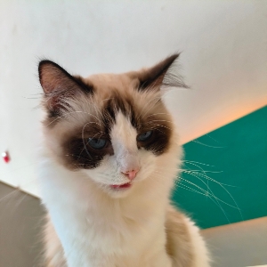延陵季扎 