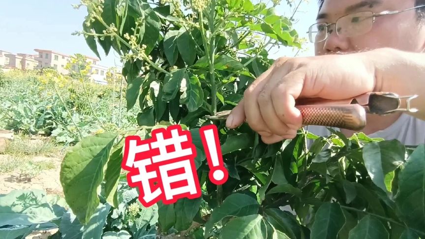 黄皮种植第一年开花不留果应该这样剪,下一年产量翻几倍