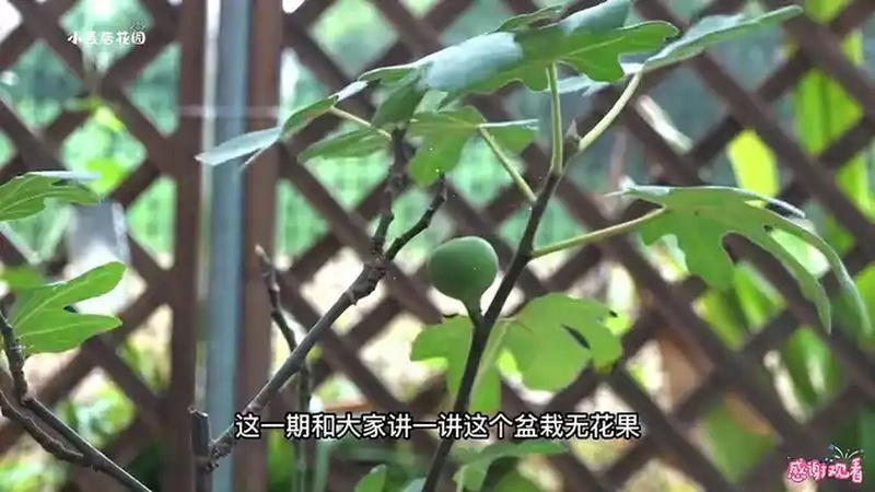 盆栽无花果结果又掉果,这到底是怎么回事呢?