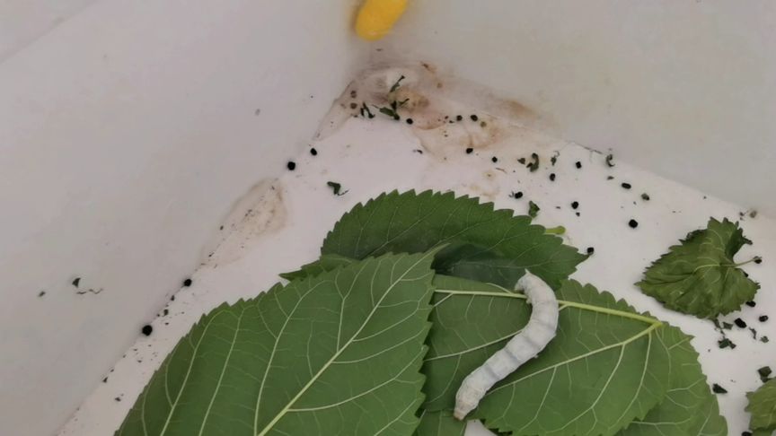 原来真的有一些蚕是天生不会结茧的,织茧到死都没织成ߘ