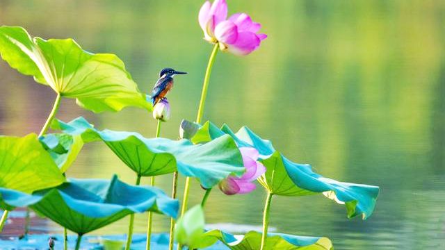 用CAD软件套料排版好了,如何输出切割代码的视频录像(仅6分钟)