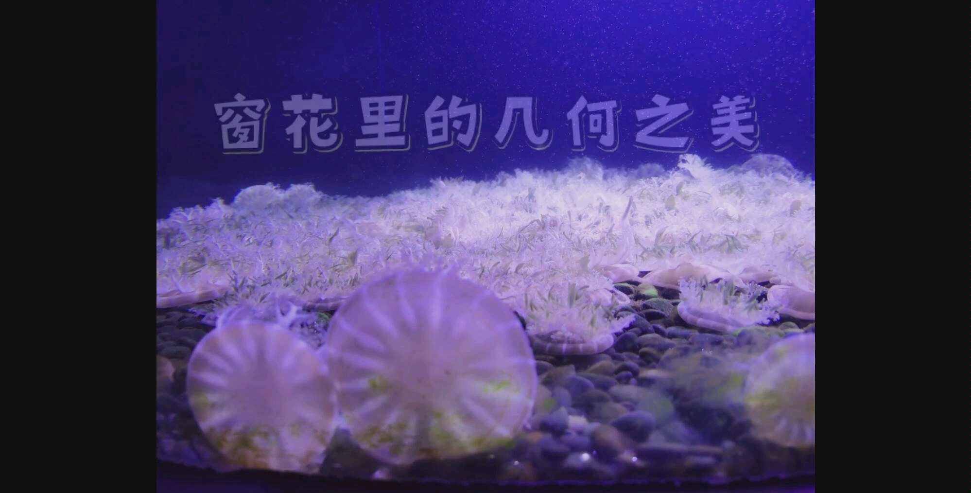 Scratch奇思妙想--窗花里的几何之美