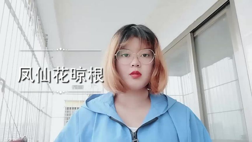 凤仙花晾根种植,问题不大,还易上盆服盆
