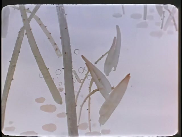 4K修复高清重制1961年经典国产动画片《小蝌蚪找妈妈》