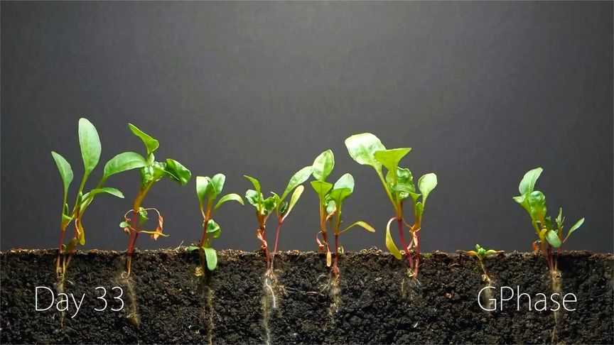 菠菜生长40天记录#儿童自然课 #儿童教育 #生物课 #植物生长