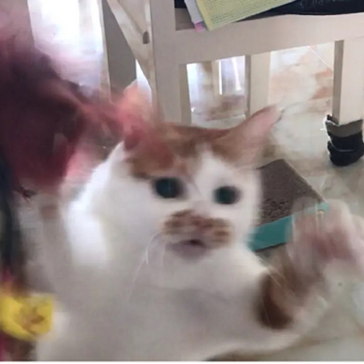 一只卖鱼的猫 