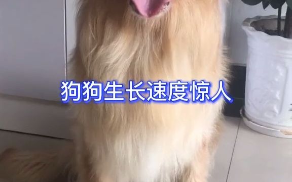 为什么要给狗狗补充“软骨素”,软骨素的作用又是什么?你知道吗