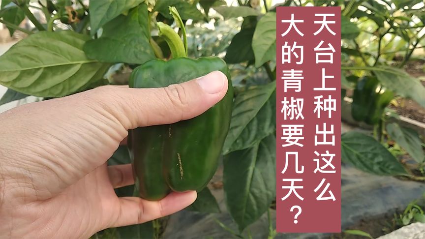 春季天台菜园种出这么大的青椒要多久?4分钟记录青椒怎么长成的