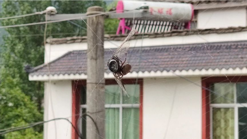 一只蝉,撞上蜘蛛网后,从生到死的过程。大自然,就是这么神奇。