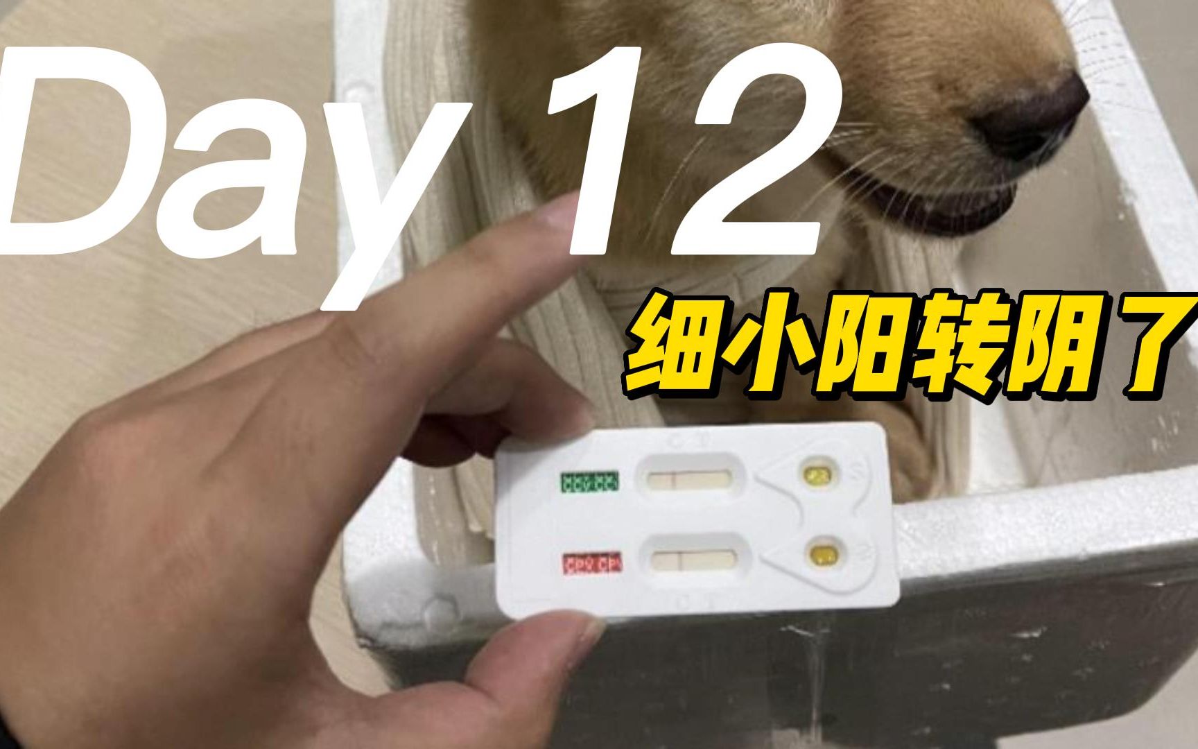 细小冠状小狗-经过12天的治疗转阴了