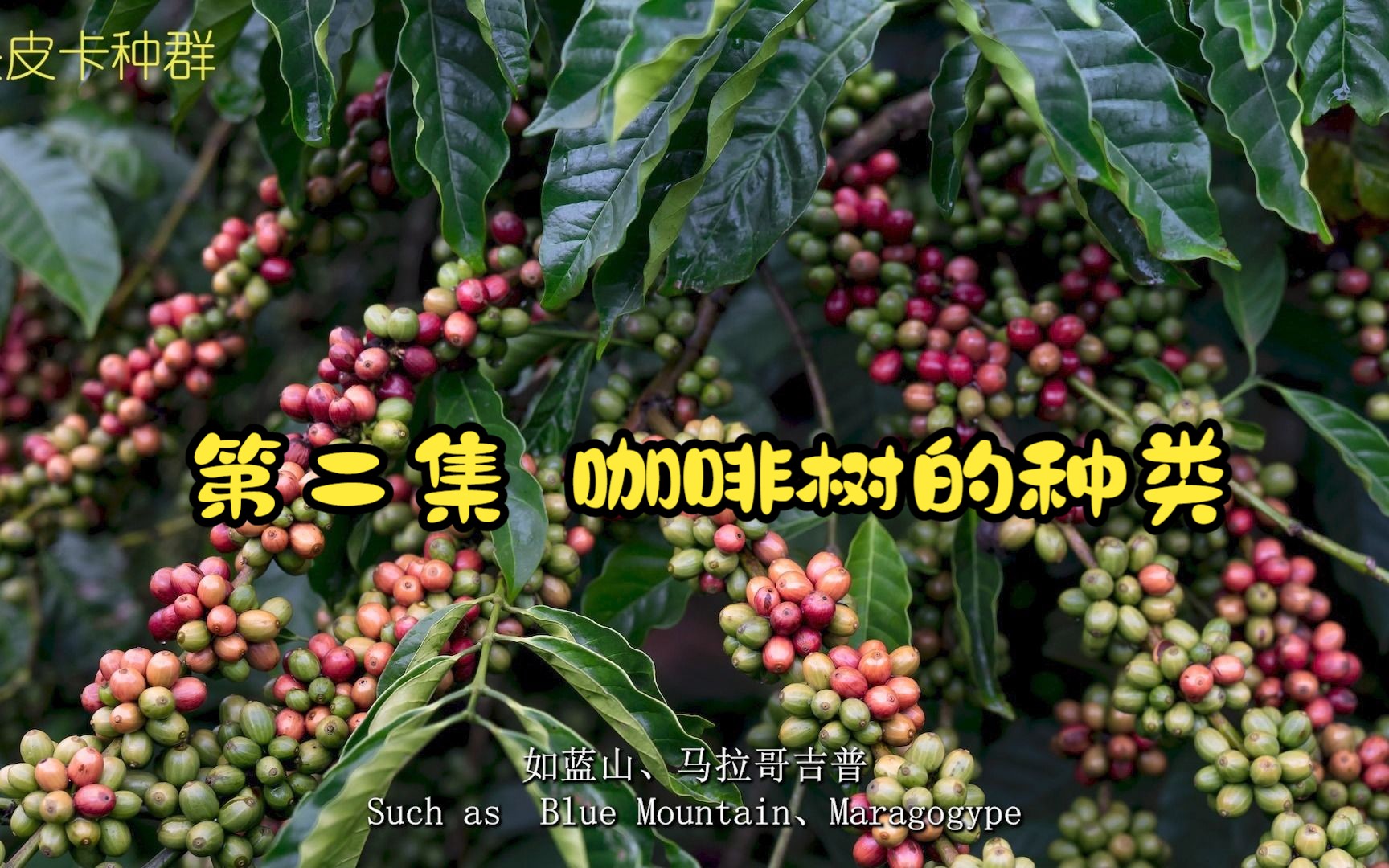 咖啡,一个豆子的故事 第二集 咖啡树的种类