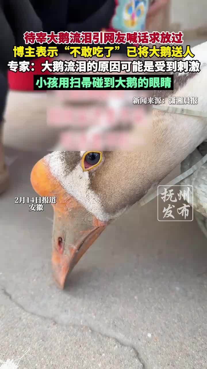 待宰大鹅流泪引网友喊话求放过,博主表示"不敢吃了"已将大鹅送人,...