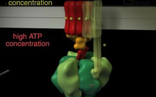 ATP合酶的分子结构-细胞生物学动画