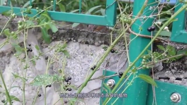 这种野草结出的黑豆被农村人当做零食,甚至泡酒,原来真的是宝