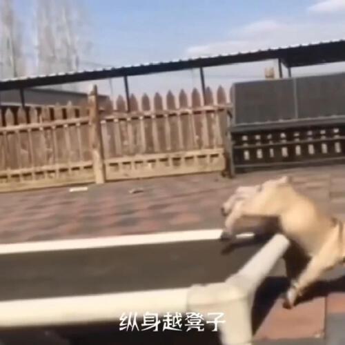 法斗太调皮,失算了脸先着地,真是太搞笑了