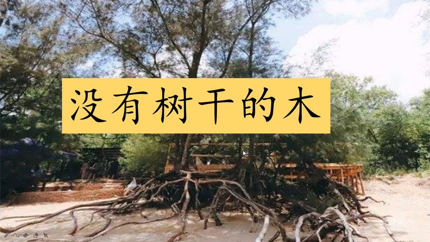 5、木,木字旁,趣味识字,汉字演变笔画描色法,字理识字。