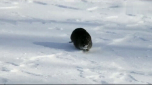 绝技!狐狸在雪地里捕食田鼠,这动作太牛了
