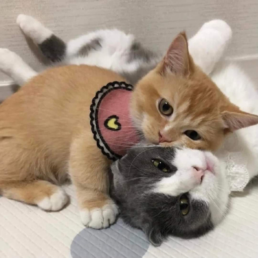 书蛙老牛