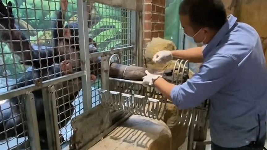 动物园大猩猩伸着胳膊采血超配合 全程淡定无需麻醉