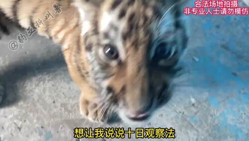 被动物抓伤咬伤后,什么什么情况下我们可以使用十日观察法