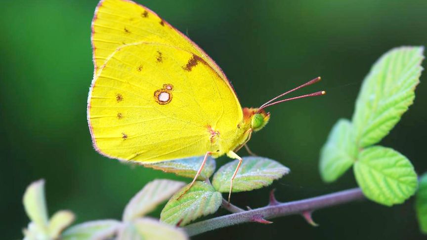 毛毛虫到底是怎么破茧成蝶的?完整的蜕变过程,成蝶后让人惊喜!