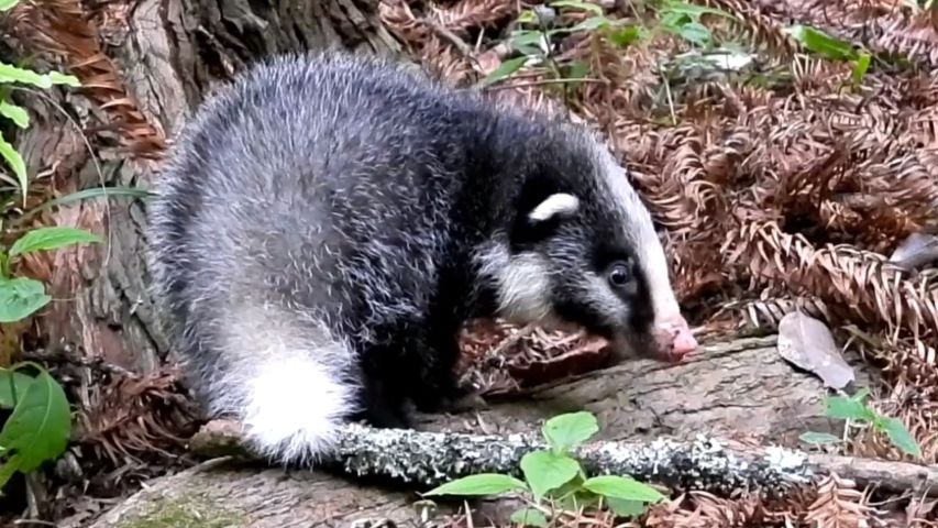 猪獾:保护野生动物,维护自然生态平衡
