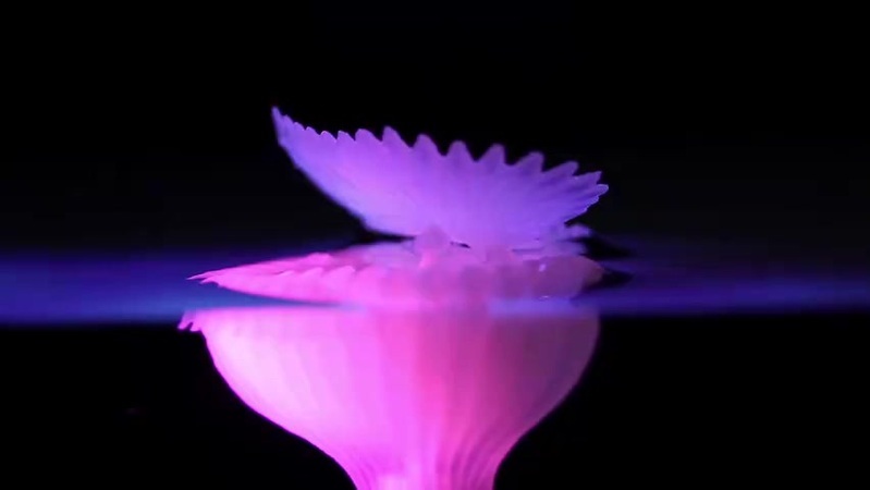 利用数字化建模和多材料喷射树脂3D打印的"水生植物"
