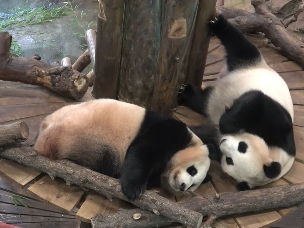 ...回国住牢笼。拿什么来保障国宝的待遇】1.先看一组数据:2017-2021,...