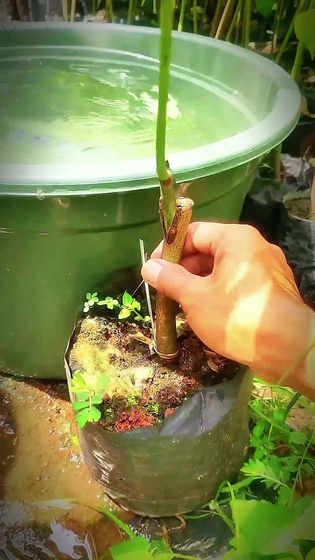 芒果盆栽养护秘籍!新手也能养出挂满果ߌ� #果树苗 #芒果树苗 #盆栽...