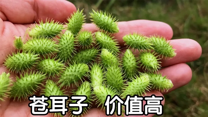 好多人不知道苍耳子的用途终于明白了,这条视频告诉你