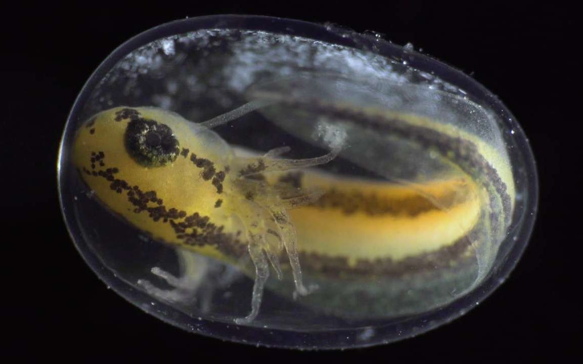 受精卵成长全记录!看生命诞生之美:见证破壳的奇迹