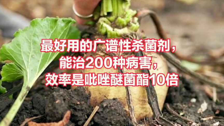 最好用的广谱性杀菌剂,能治200种病害,效率是吡唑醚菌酯10倍